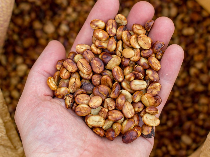 Green Nature Crop Lao — Agricultural Sourcing & Export Operations